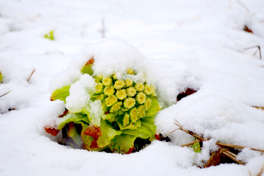 大寒／冬の終わりを食で支える | YOJO / OKYU 良く生きよう。養生とお灸と。